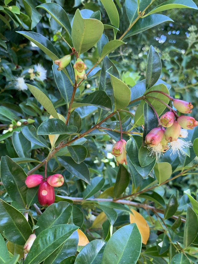 scrub cherry from Binnekring, Stellenbosch, WC, ZA on January 28, 2022 ...