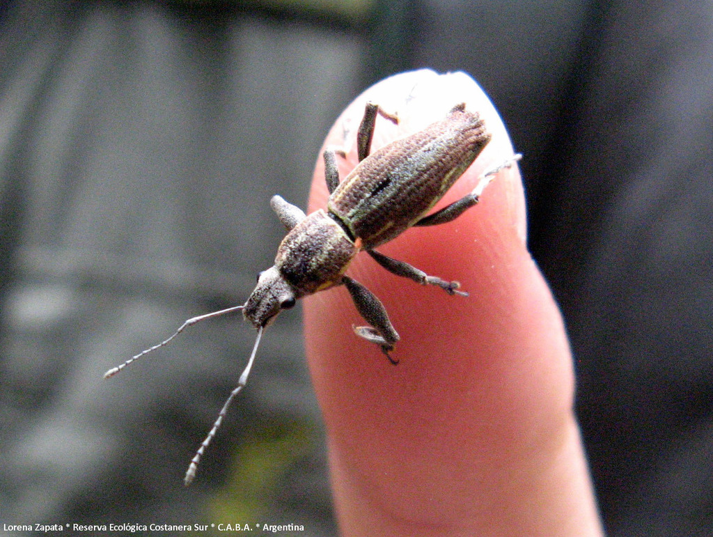 South American Fruit Tree Weevil from Reserva Ecológica Costanera Sur ...