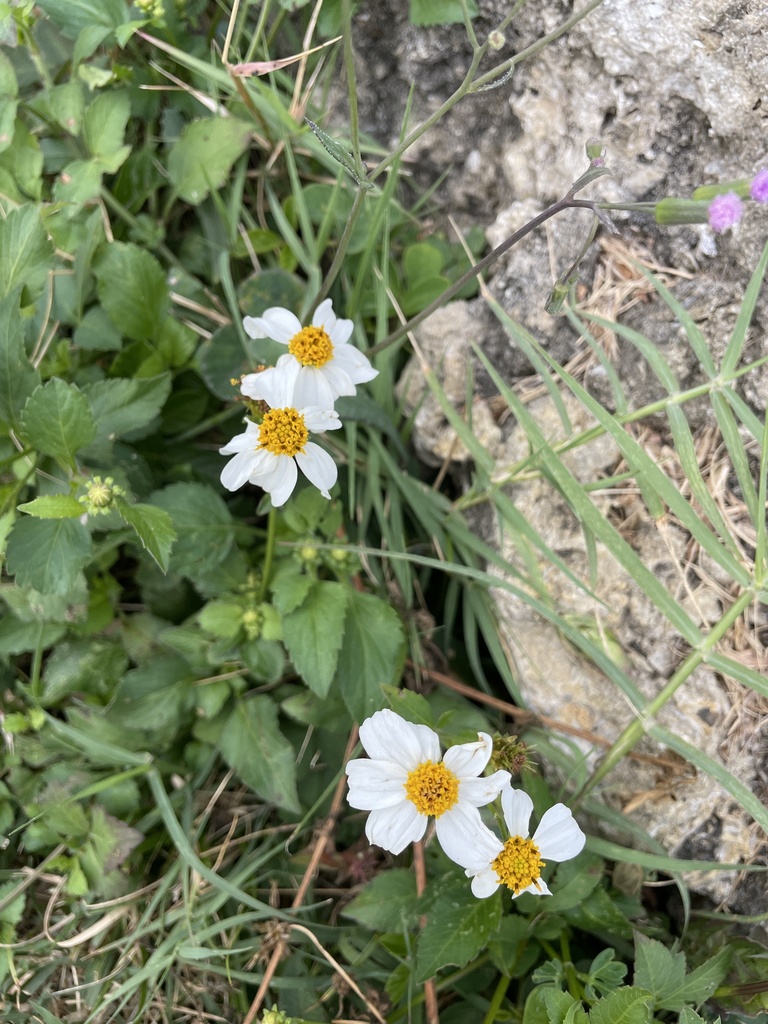 White beggarticks in January 2022 by simons_n_7. Visual description ...