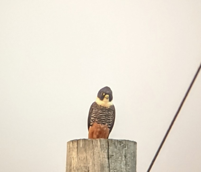 Bat Falcon from Hidalgo County, TX, USA on January 1, 2022 at 05:55 PM ...