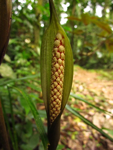 Asterostigma tweedieanum · NaturaLista Colombia