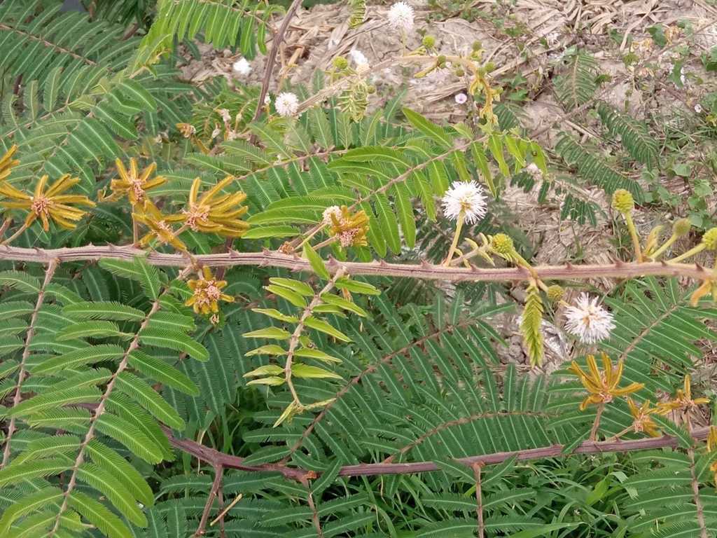 Giant Sensitive Plant from Taura, Naranjal, Ecuador on January 7, 2022 ...
