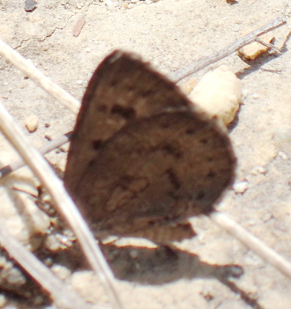 Murray's skolly from Goudveld, South Cape DC, South Africa on January ...