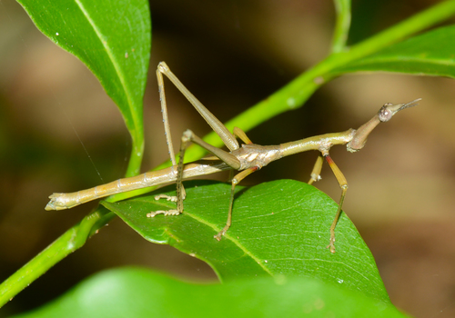 Stiphra perdita · Naturalista Costa Rica