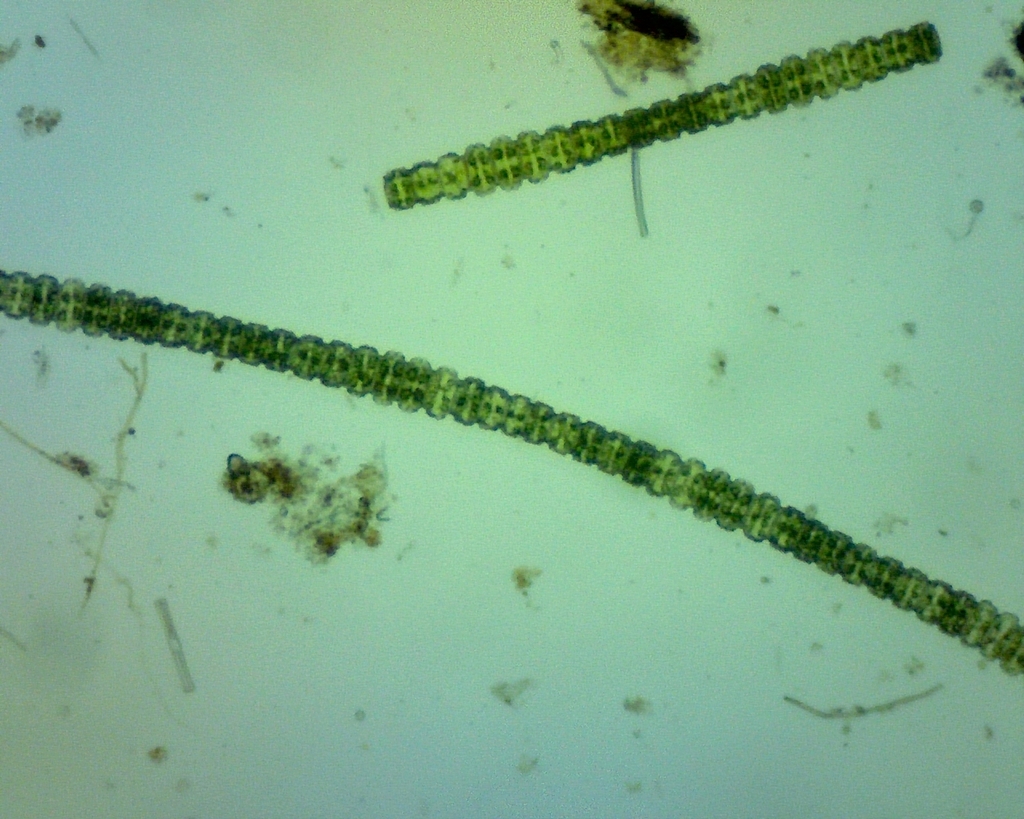 Desmidium from Pine Bay Reserve II stream on July 26, 2021 at 02:48 PM ...