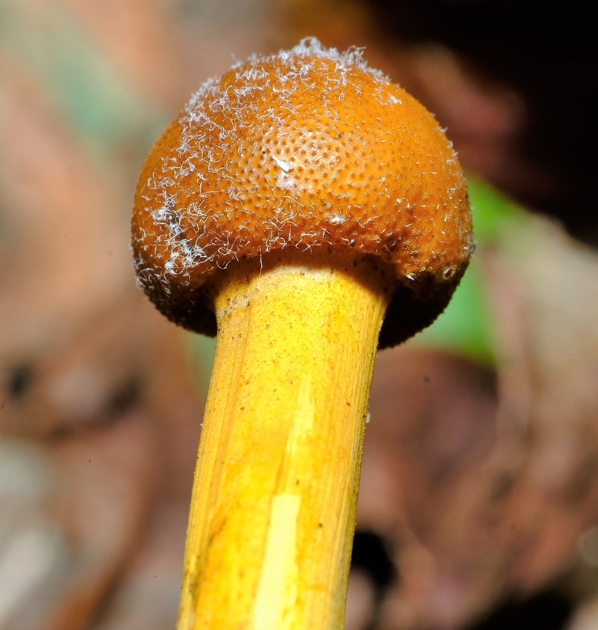 Tolypocladium W.Gams, 1971