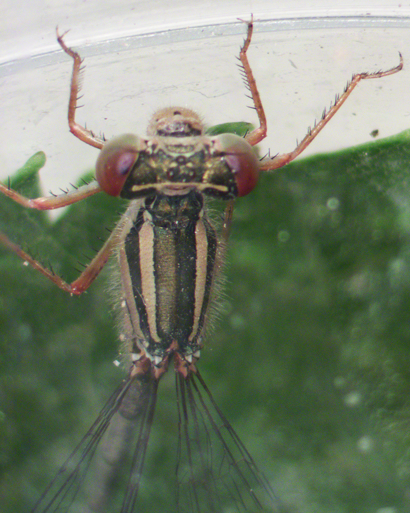 Red and Blue Damsel from Gordon VIC 3345, Australia on January 28, 2022 ...