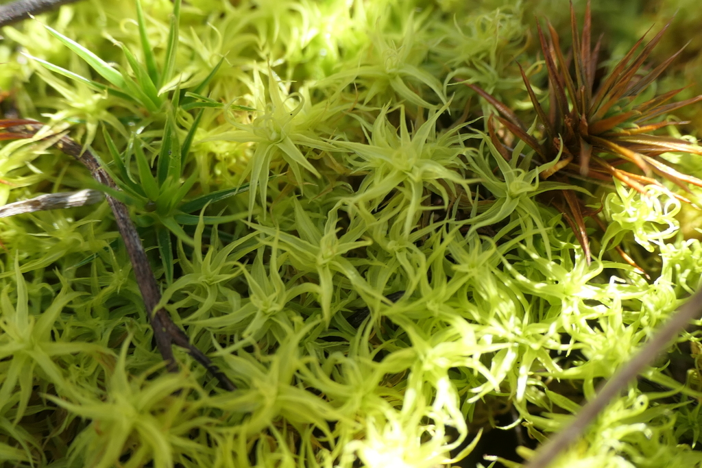Side-fruited Crisp-moss from Toledo, Castilla-La Mancha, Spain on ...
