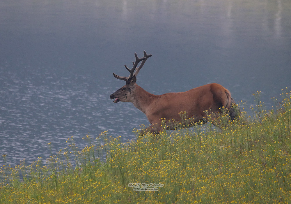 Izubra (Cervus canadensis xanthopygus) - Know Your Mammals