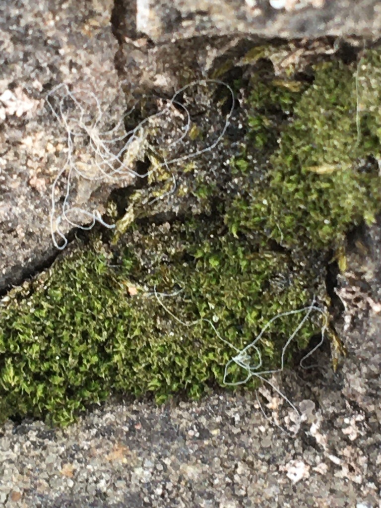 mosses from Scott County, MN, USA on January 28, 2022 at 01:18 PM by ...