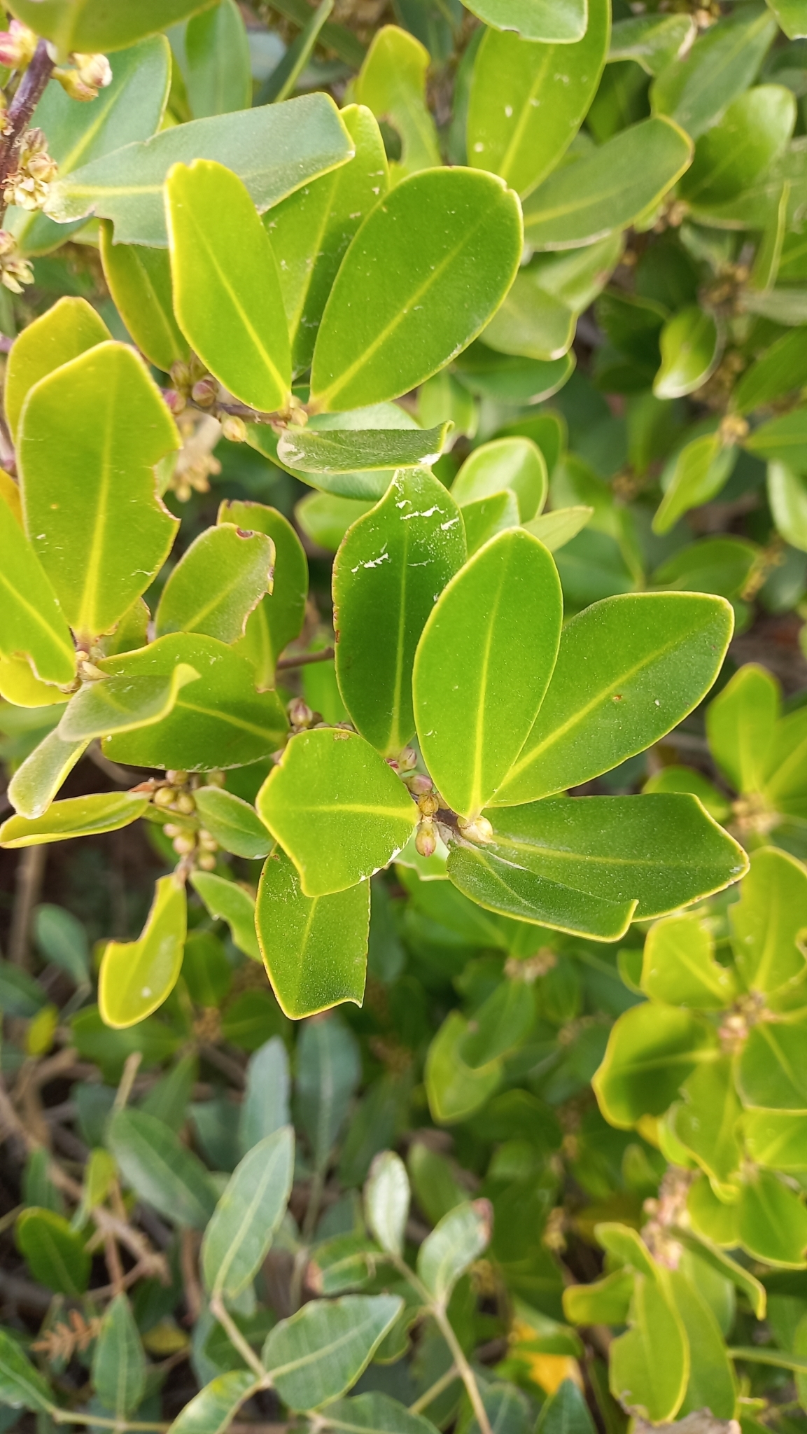 Myrsine parvifolia A.DC.