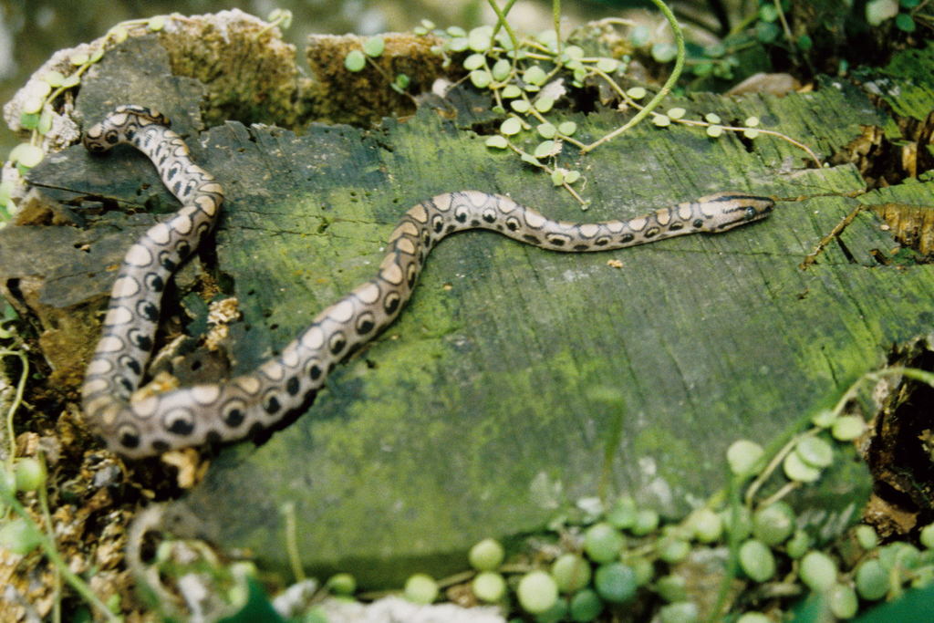 Western Rainbow Boa from 17800, Peru on October 01, 1999 by Claus ...