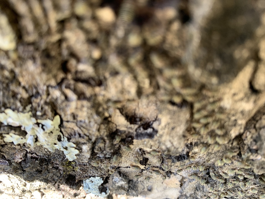 Tree Cattle from Davy Crockett National Forest, Groveton, TX, US on ...
