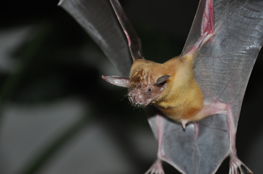 Greater Bulldog Bat (Noctilio leporinus) - Know Your Mammals