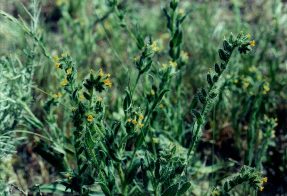 Fiddlenecks from Schrag Rest Area, I-90, Ritzville, WA 99169, USA on ...