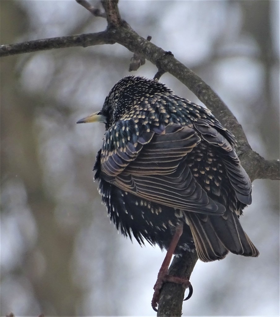 European Starling from Wooster, OH 44691, USA on January 28, 2022 by Su ...