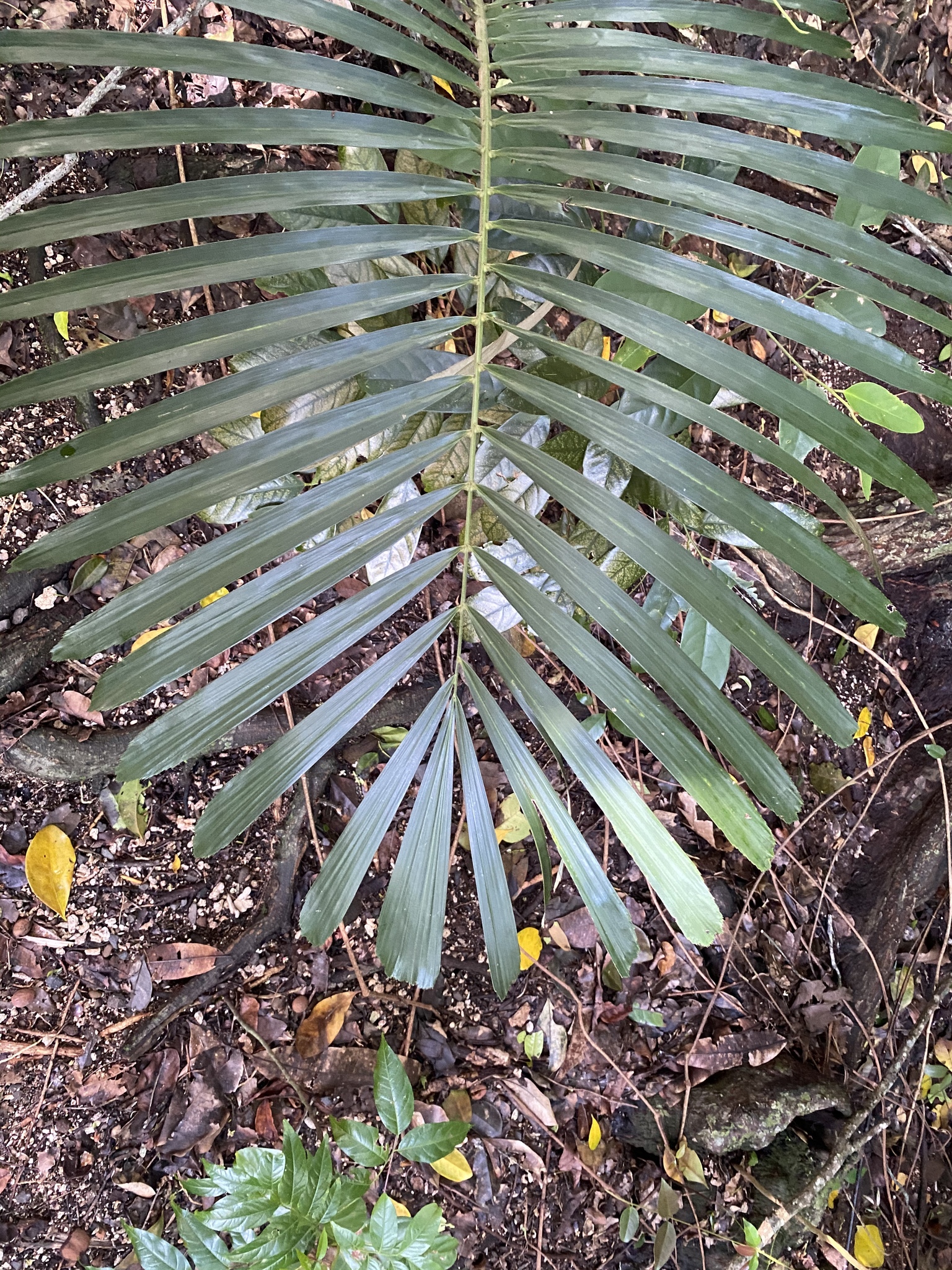 Arenga australasica (H.Wendl. & Drude) S.T.Blake ex H.E.Moore