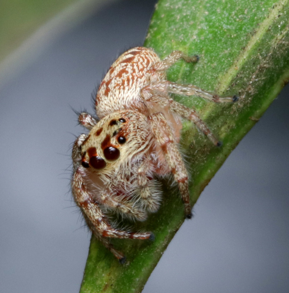 Garden Jumping Spiders in January 2022 by juliegraham173 · iNaturalist