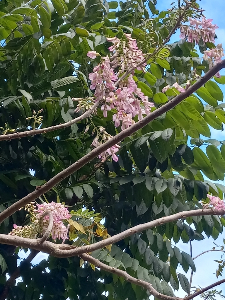 Fence Post Tree from Cabarete (D. M.)., 57000, Dominican Republic on ...