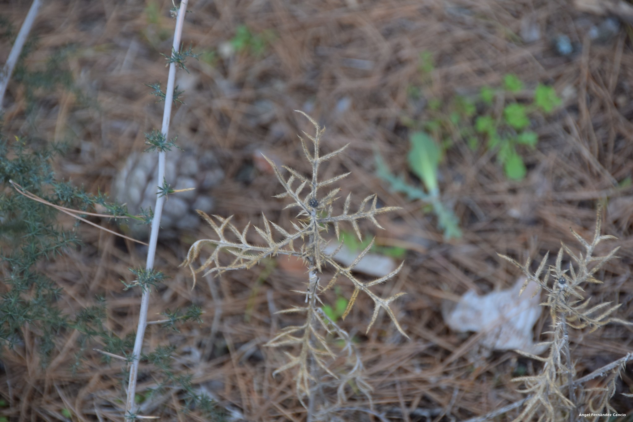 Echinops strigosus L.