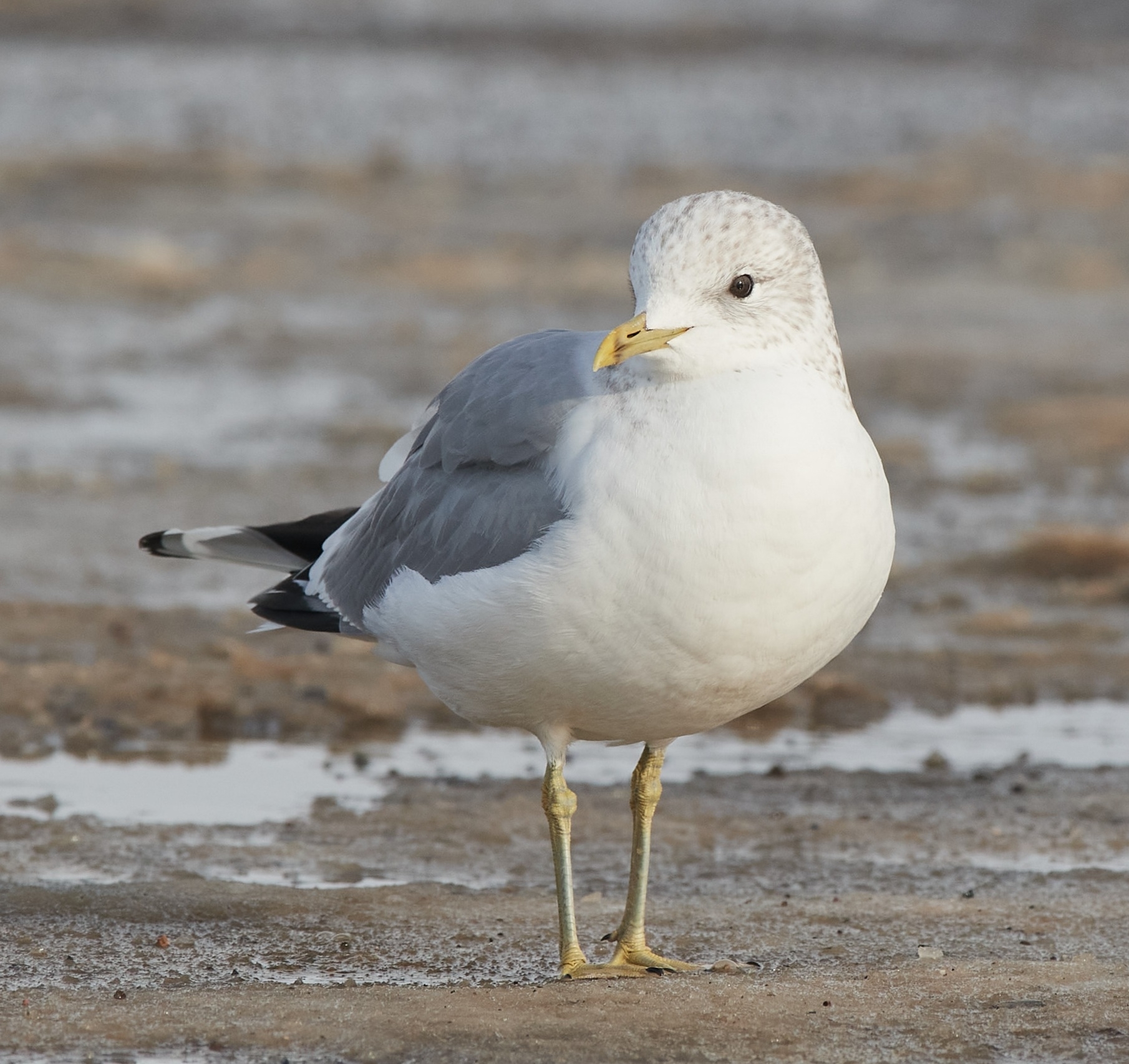 Larus canus canus