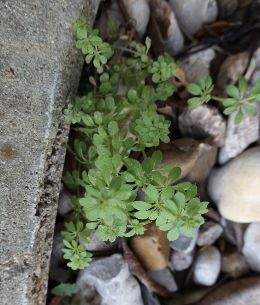 catchweed bedstraw from Territory Dr, Bastrop, TX, US on January 28 ...