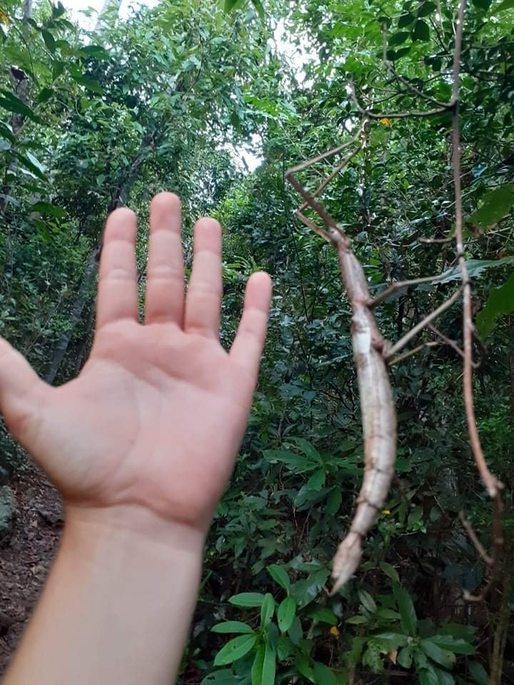Wülfing's Stick Insect from Mount Rooper QLD 4802, Australia on January ...
