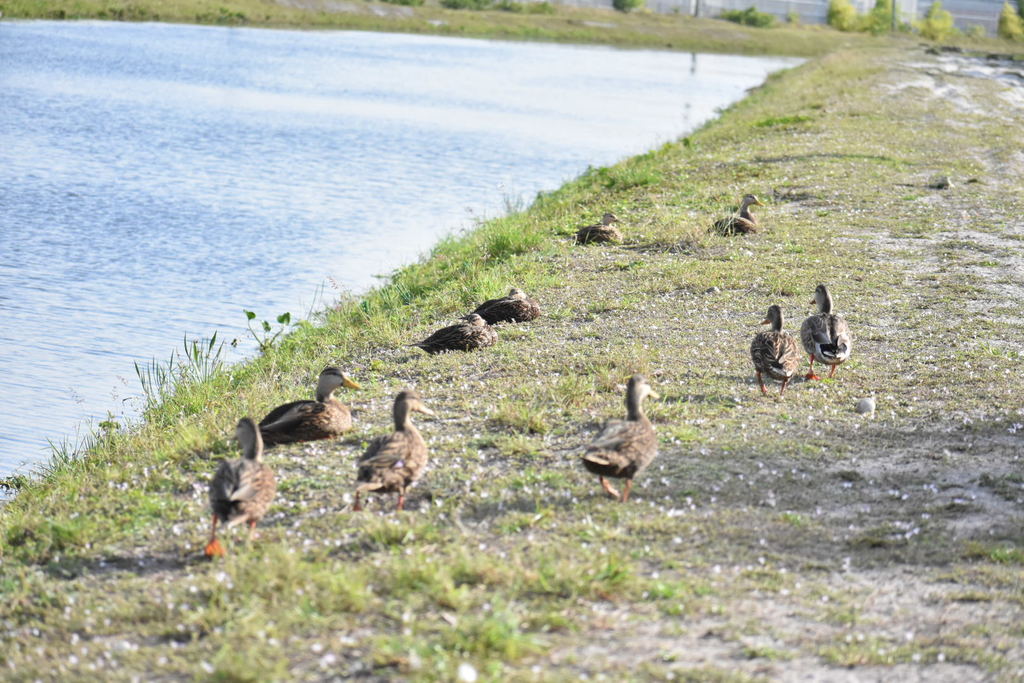 Mallard × Mottled Duck from Palm Beach, Florida, United States on ...