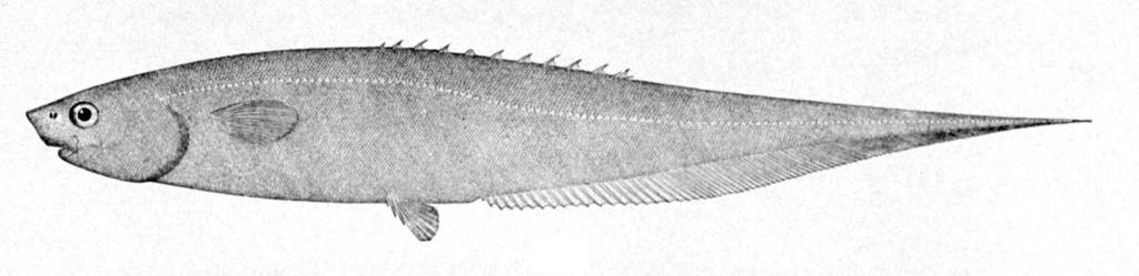 Halosaurs and Deep-sea Spiny Eels (Notacanthiformes) - Marine Life ...