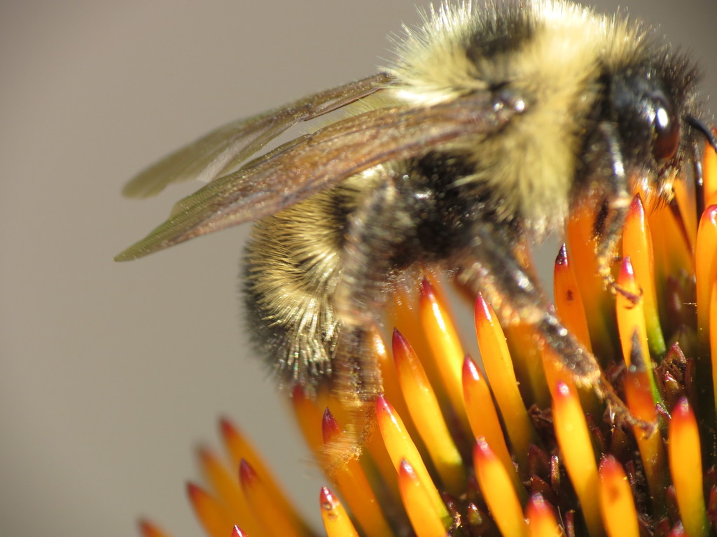 Lemon Cuckoo Bumble Bee from Rockford, IL, USA on July 29, 2021 at 03: ...
