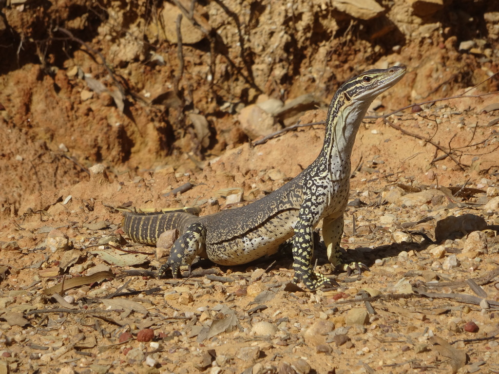 Sand Goanna from Turill NSW 2850, Australia on January 29, 2022 at 11: ...