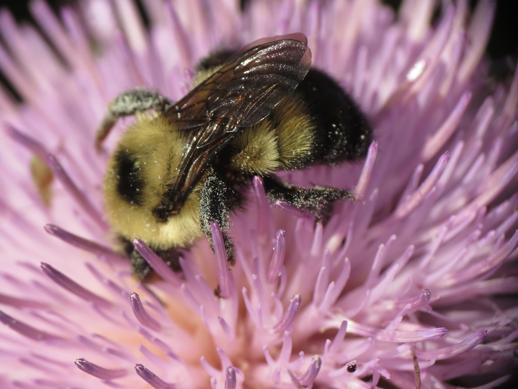 Red-belted Bumble Bee from Rockford, IL, USA on August 16, 2021 at 07: ...
