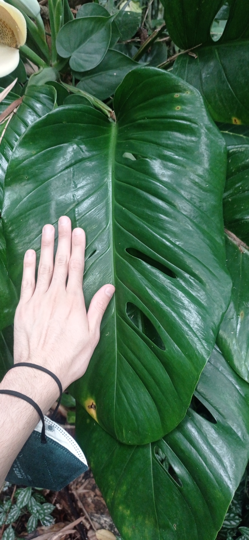 Monstera adansonii Schott