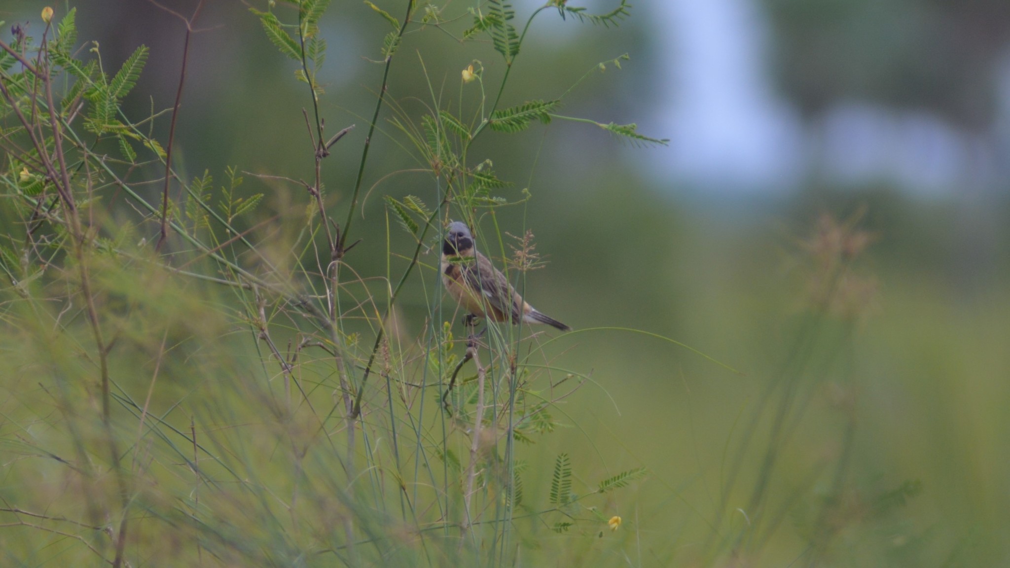 Sporophila ruficollis Cabanis, 1851