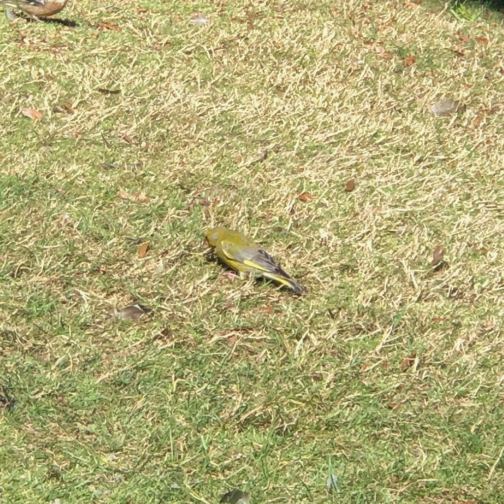 European Greenfinch from Riccarton Avenue, Christchurch, Canterbury, NZ ...