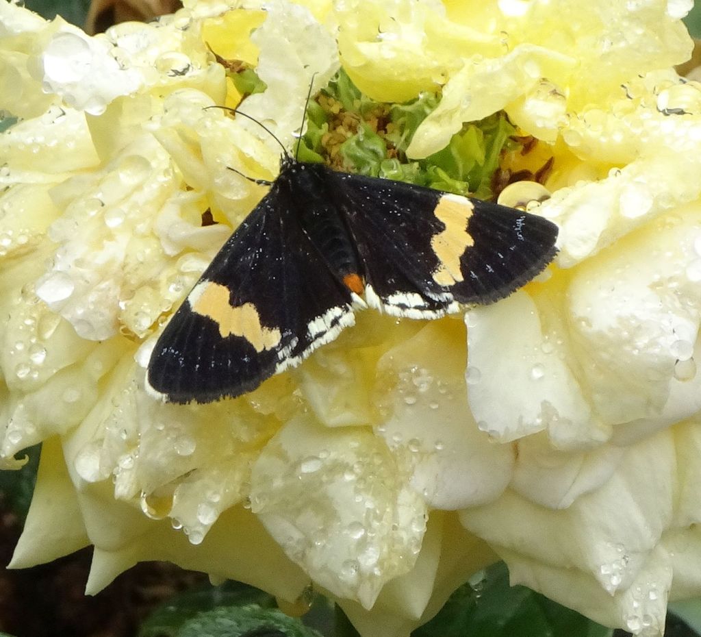Yellow-banded Day-moth from Lal Lal VIC 3352, Australia on January 29 ...