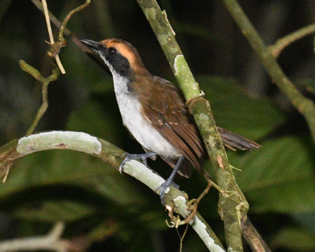 White-browed Antbird from Tambopata, Peru on November 30, 2021 at 07:23 ...