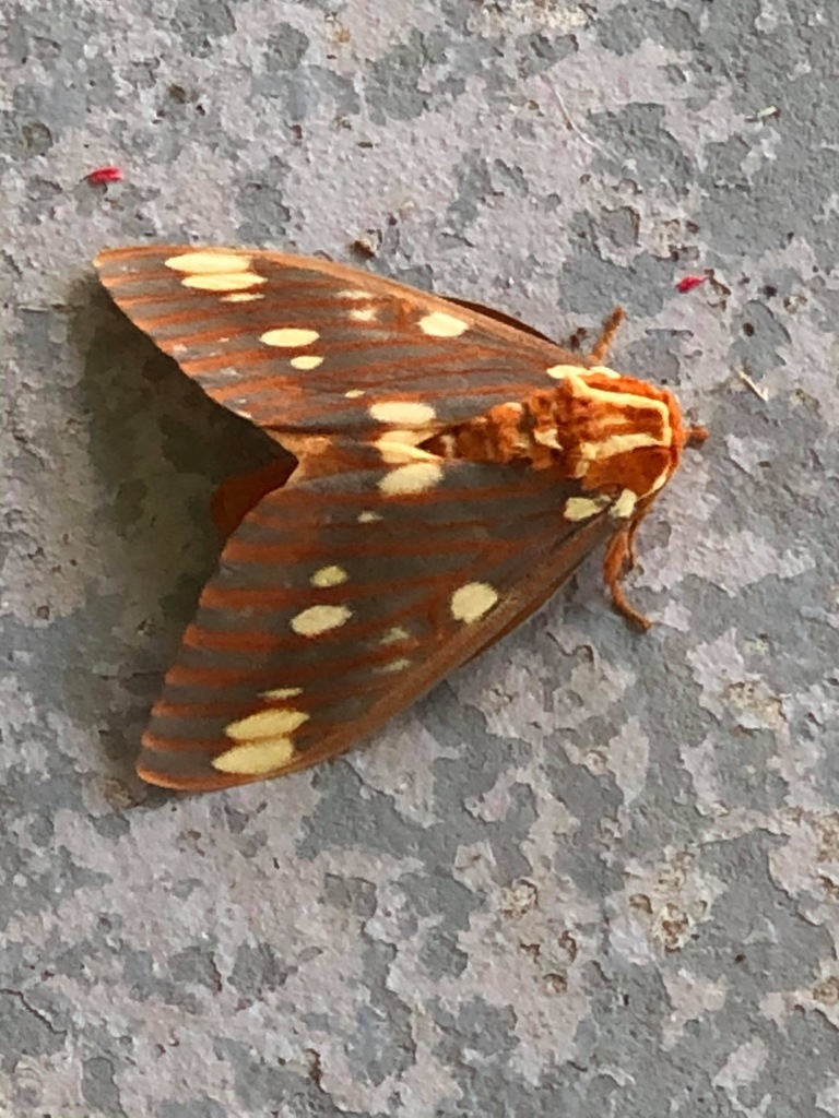 Regal Moth from Franklin County, MO, USA on June 24, 2020 at 06:27 PM ...