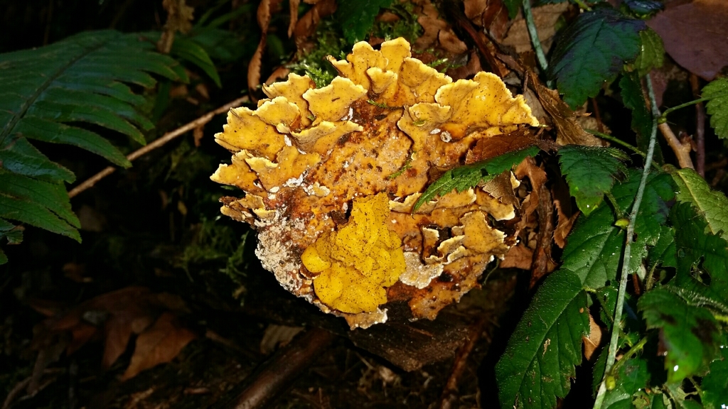 Tremellales from Vashon, WA 98070, USA on January 28, 2022 at 04:30 PM ...