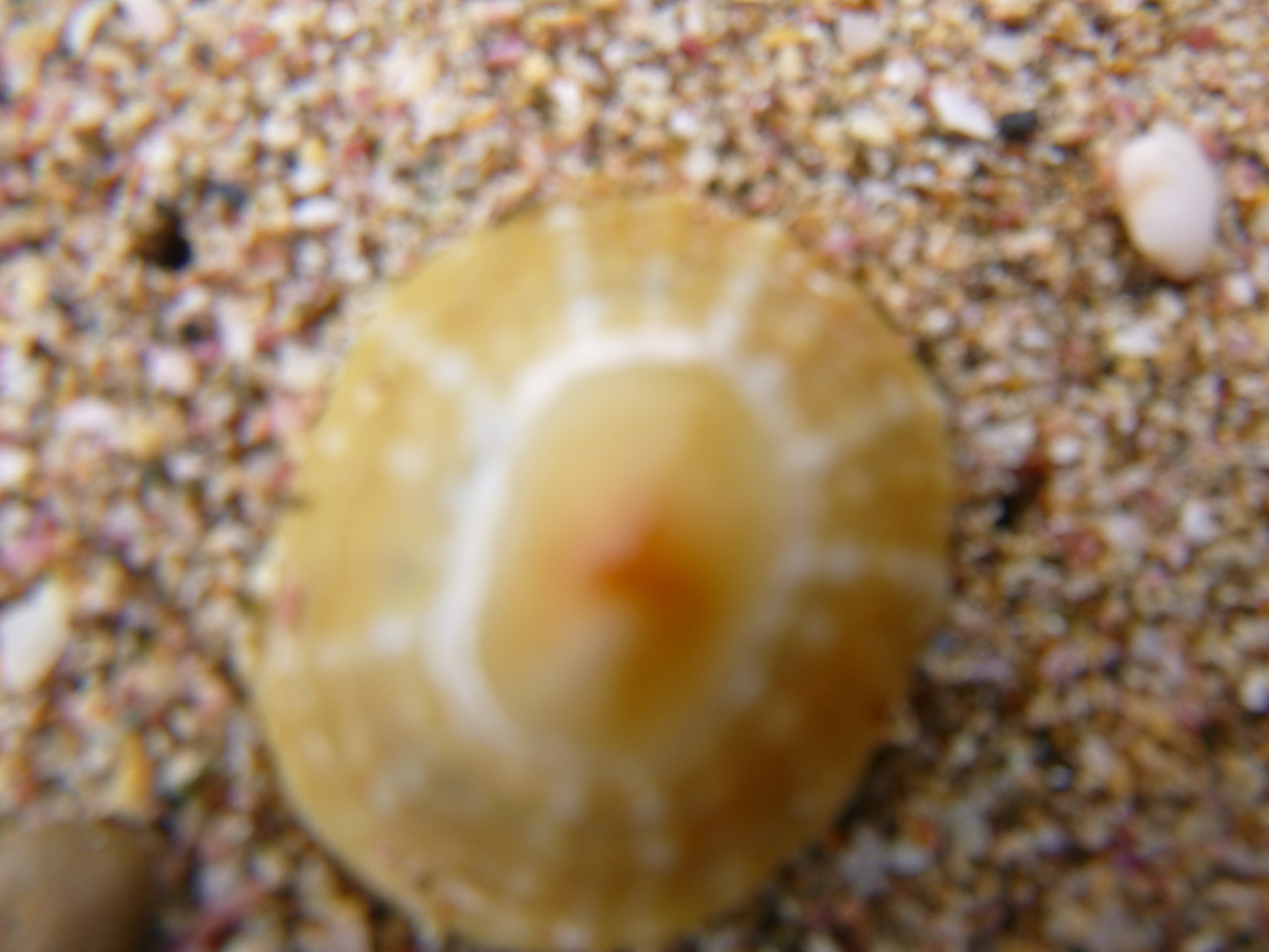 Cellana stellifera (Gmelin, 1791)