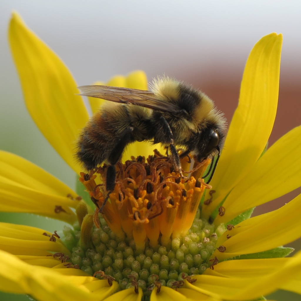 Red-belted Bumble Bee from Rockford, IL, USA on July 20, 2021 at 03:45 ...