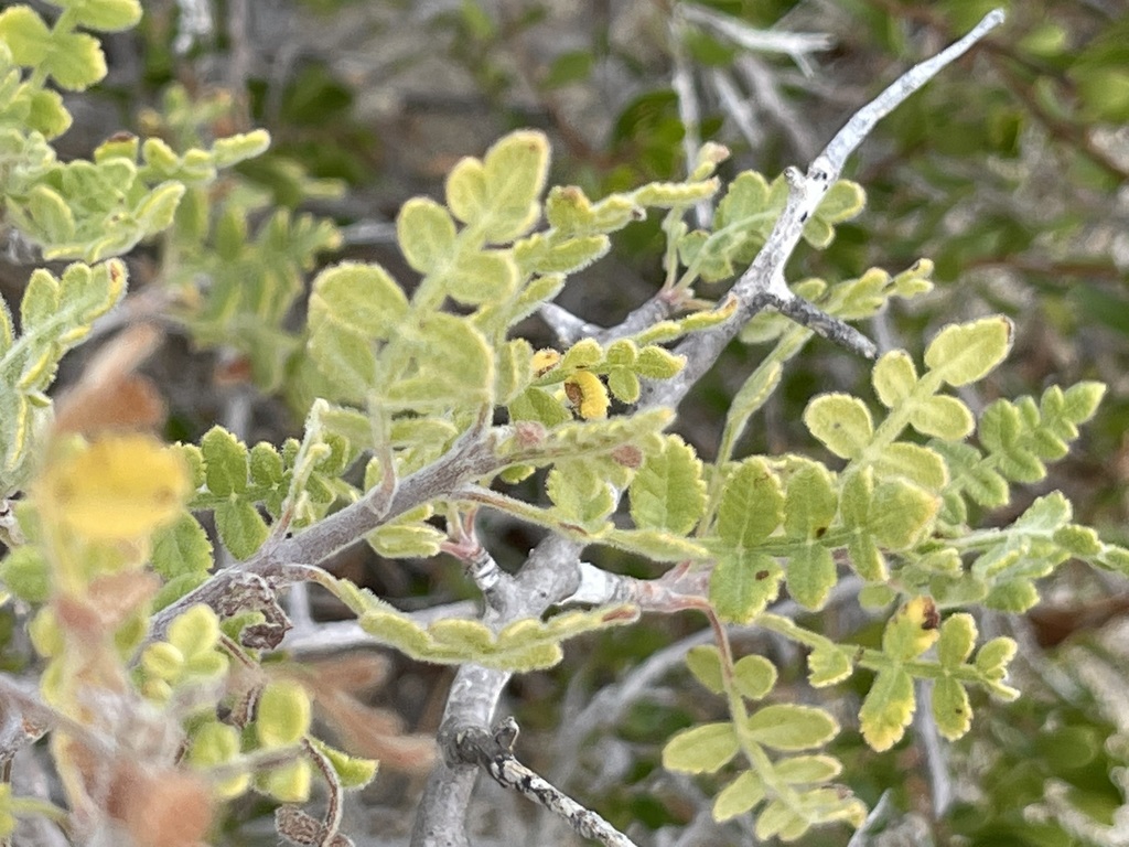 Bursera littoralis in January 2022 by Glenn Ehrenberg · iNaturalist