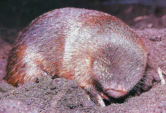 Golden Moles (Chrysochloridae) - Know Your Mammals