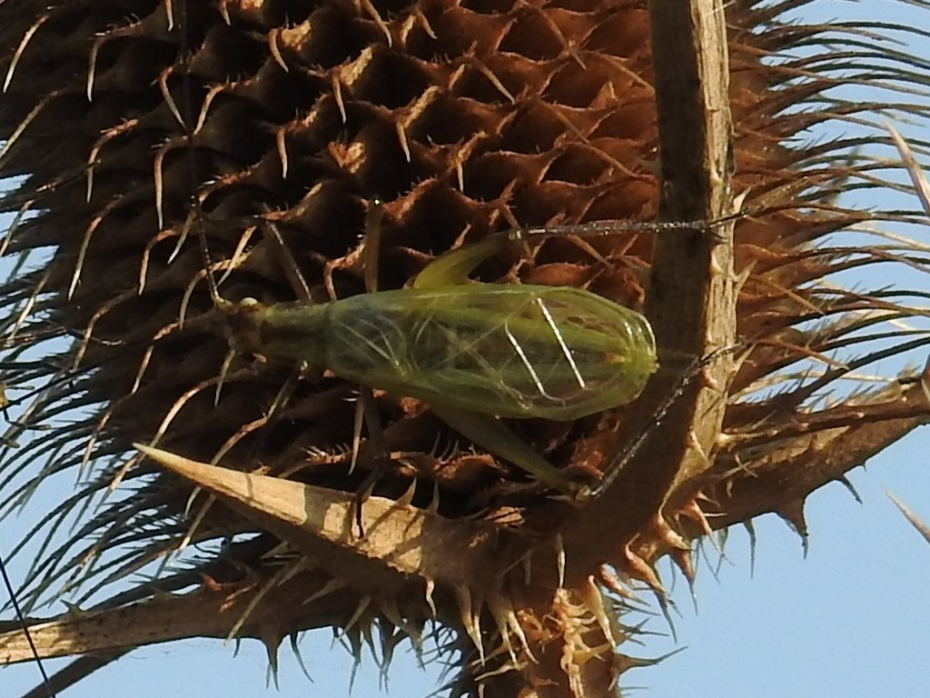 Common Tree Crickets in September 2017 by Donna J. Parry. There were 3 ...