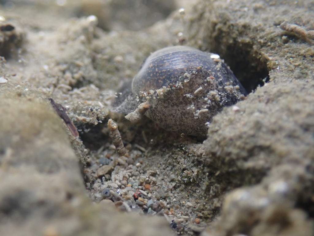 White Bubble Shell from Titirangi, Auckland 0604, New Zealand on ...
