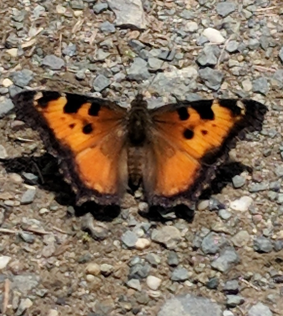California Tortoiseshell in May 2018 by Kim Wagner · iNaturalist