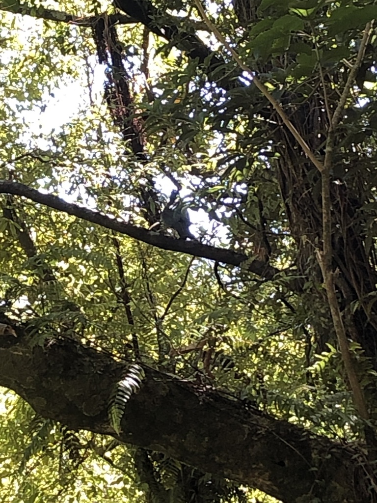 New Zealand Pigeon from Howdens Bush Scenic Reserve, NZ-MA, NZ-MA-MB ...