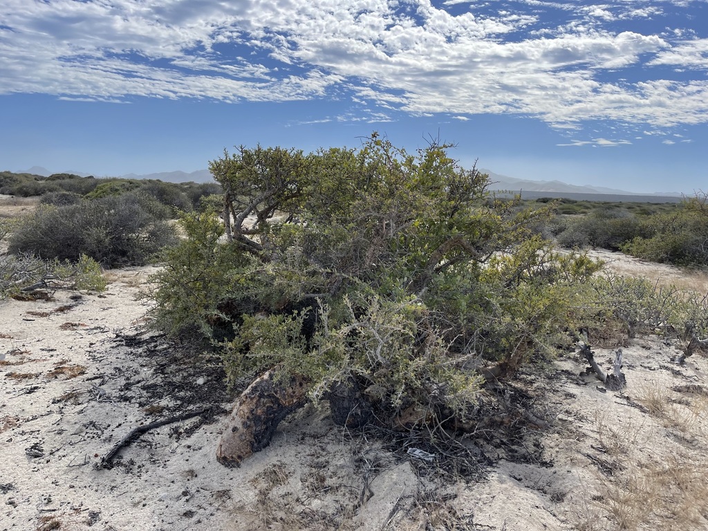 Bursera exequielii in January 2022 by Glenn Ehrenberg · iNaturalist