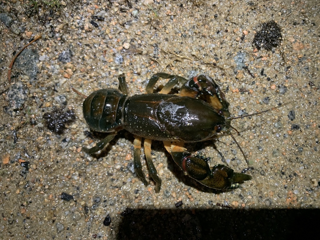 Alpine Spiny Crayfish in January 2022 by Andrejs Medenis · iNaturalist