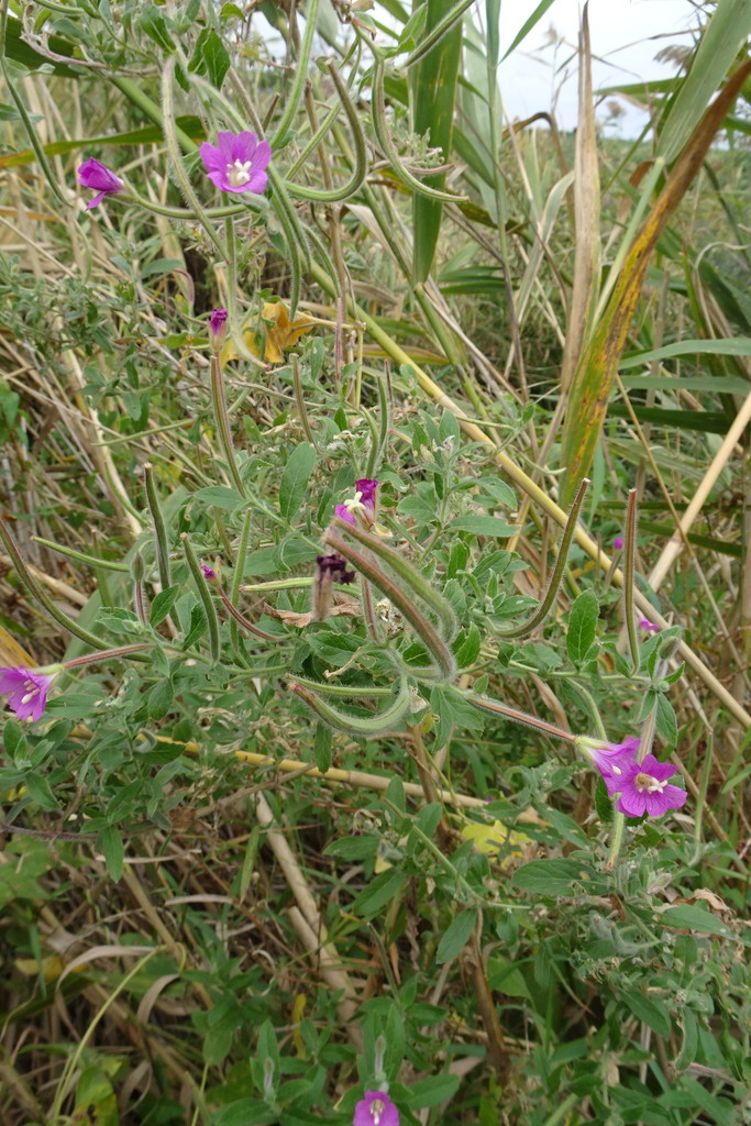 Great Willowherb from Bezopasnoe, Stavropol Krai, Russia on September 19, 2021 at 07:22 AM by ...